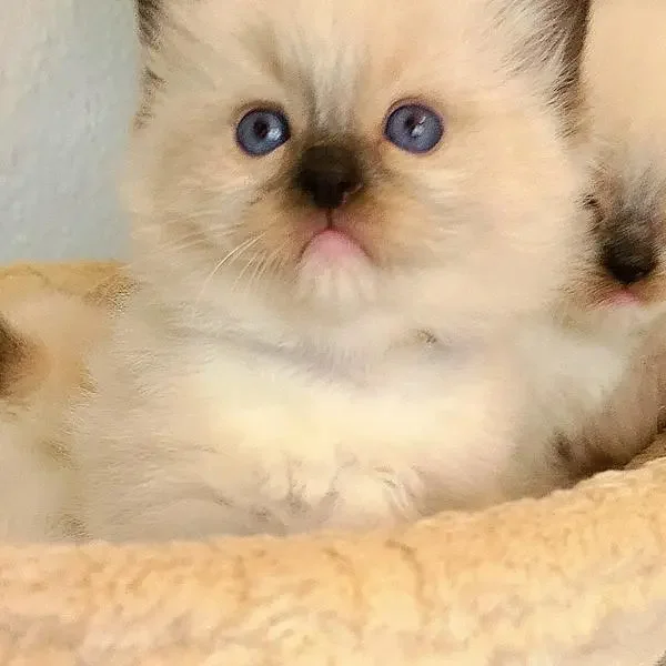 KTDolls | Pedigreed Traditional and Mink Ragdoll Kittens